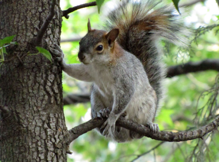 Animales con A | Lista de nombres de animales que inician con la letra A